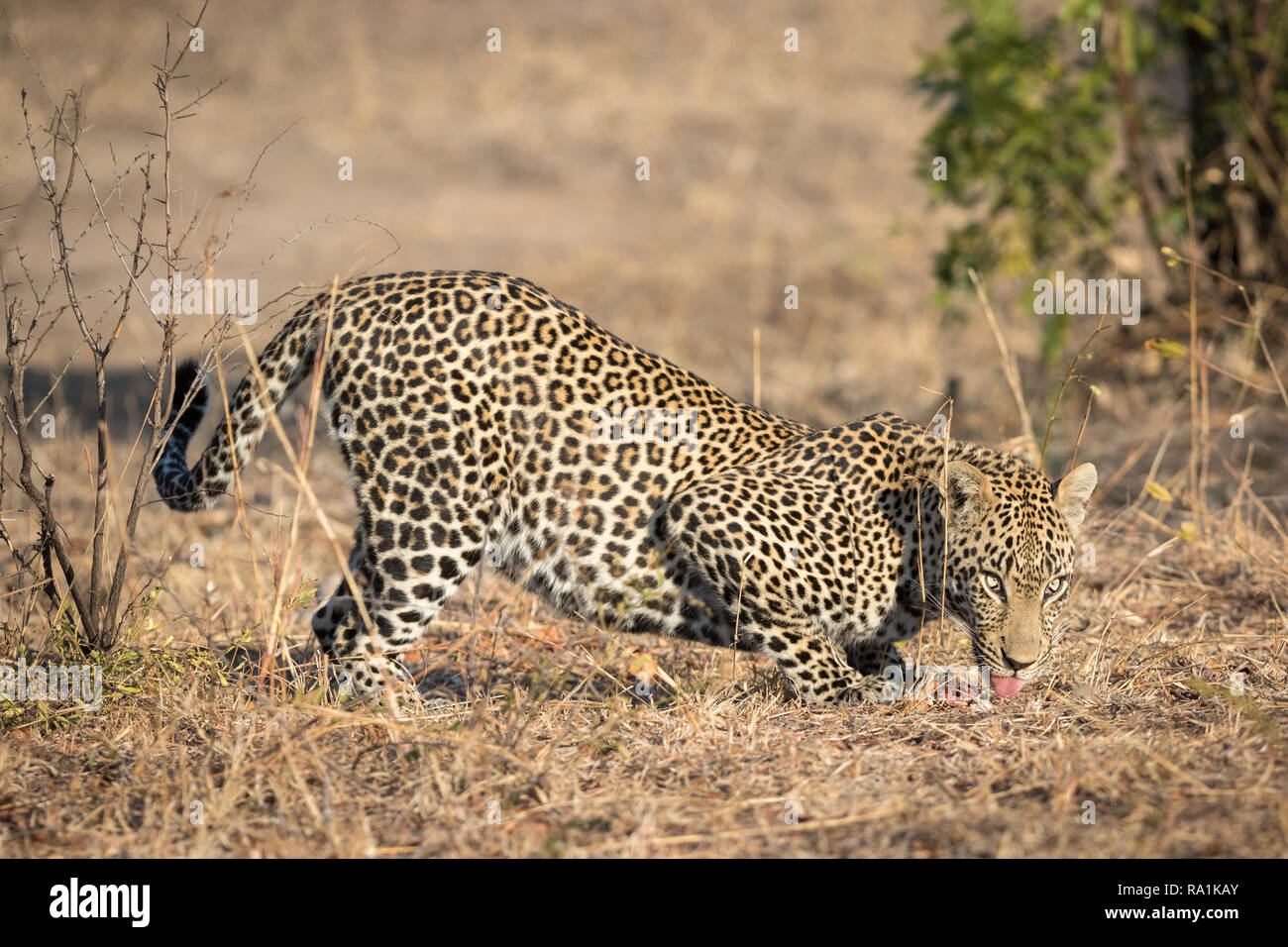 Crouching predator hi-res stock photography and images - Alamy