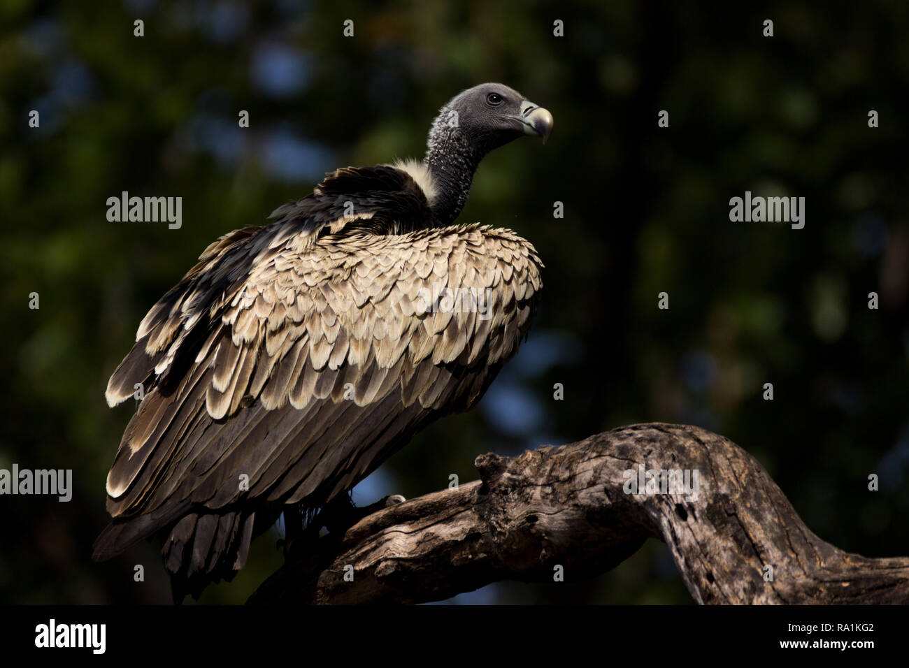 Indian vulture hi-res stock photography and images - Alamy