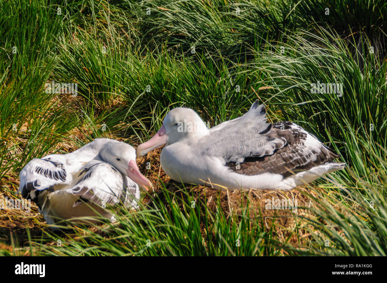 Albatross couple love hi-res stock photography and images - Alamy