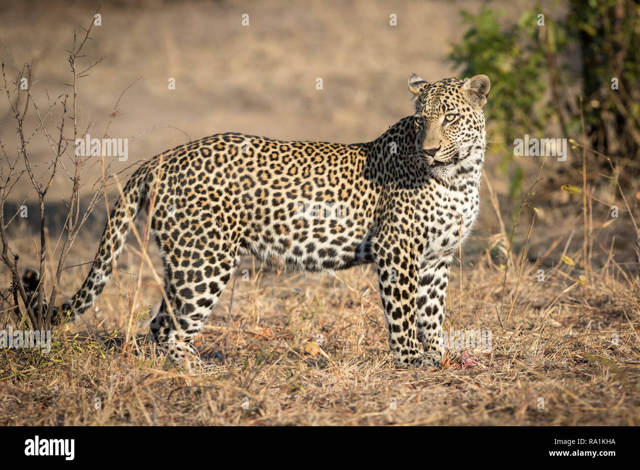 Carnivore big hi-res stock photography and images - Alamy