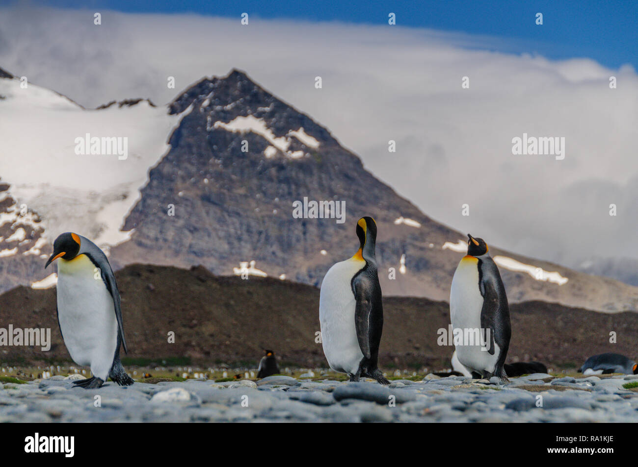 King penguin line up hi-res stock photography and images - Alamy