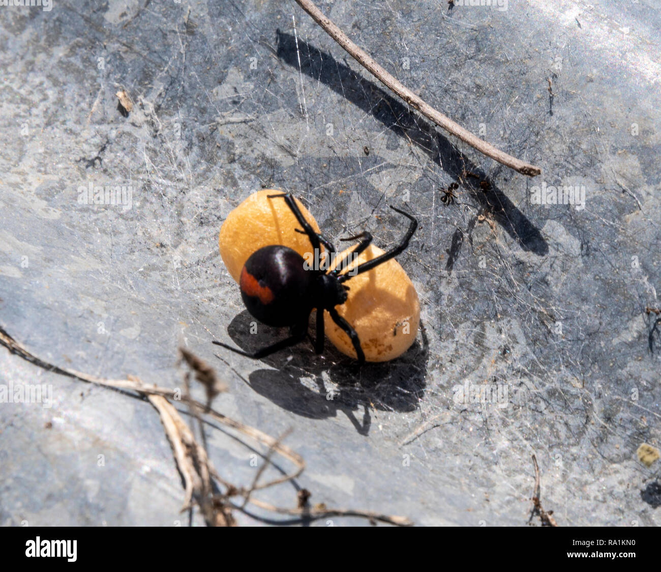 Redback spider hi-res stock photography and images - Alamy