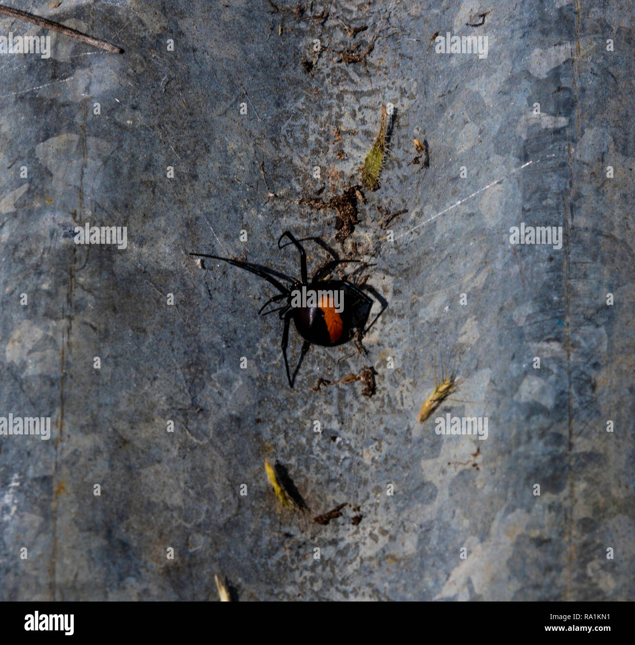 Red back spider hi-res stock photography and images - Alamy