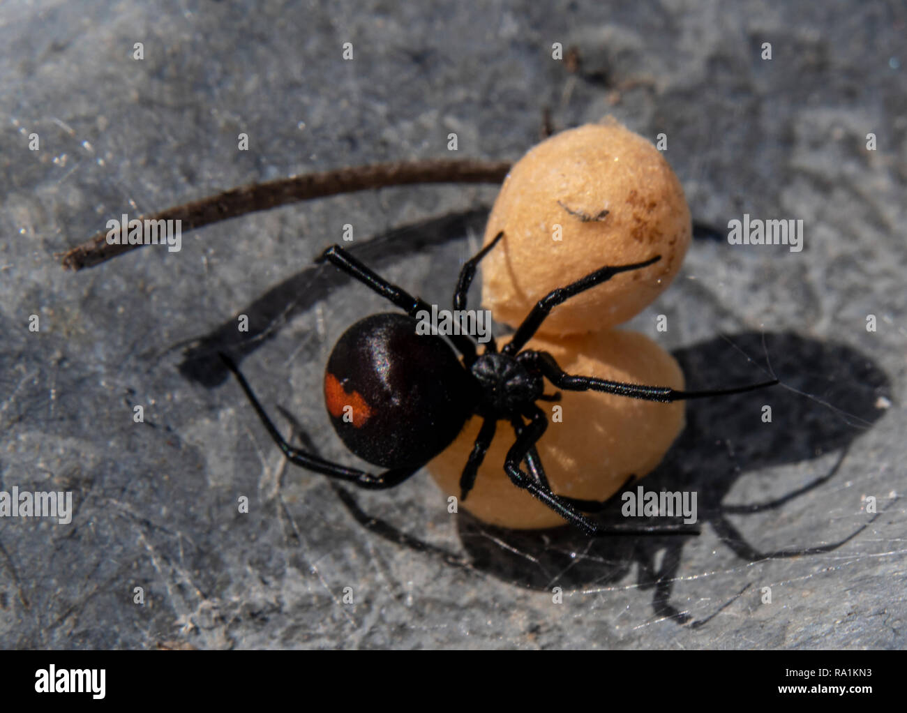 Redback spider with eggs . at Wilsons Promontory National Park Victoria ...