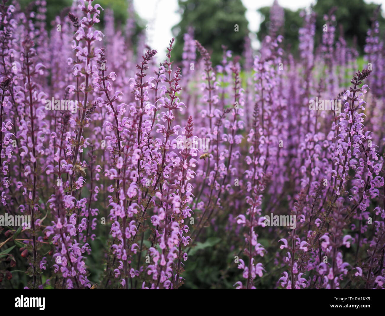 Salvia purple flower bloom hi-res stock photography and images - Alamy