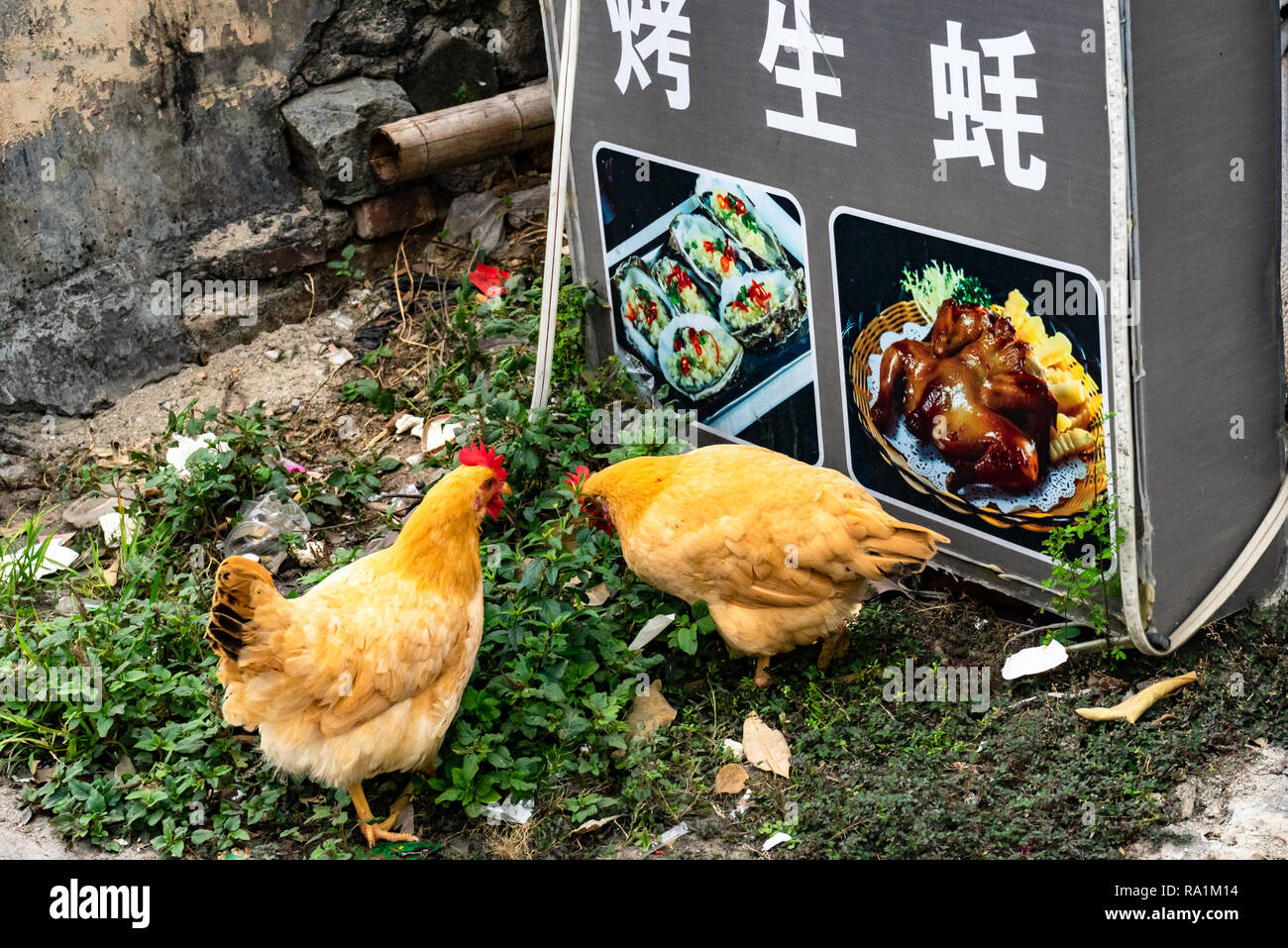 Live chickens graze in front of photo of roasted chicken and other menu ...
