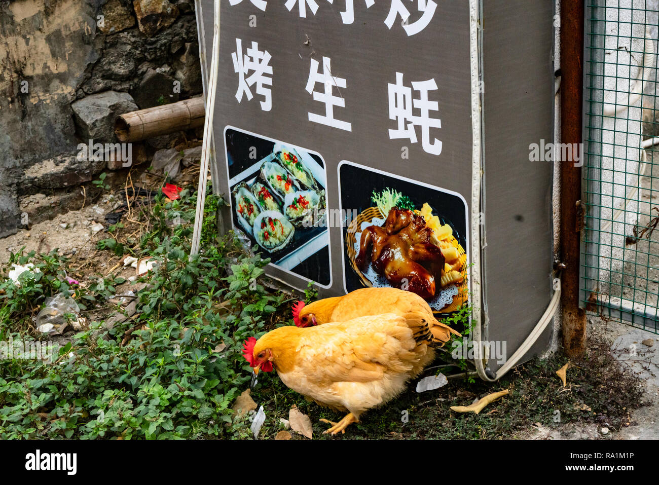 Live chickens graze in front of photo of roasted chicken and other menu ...
