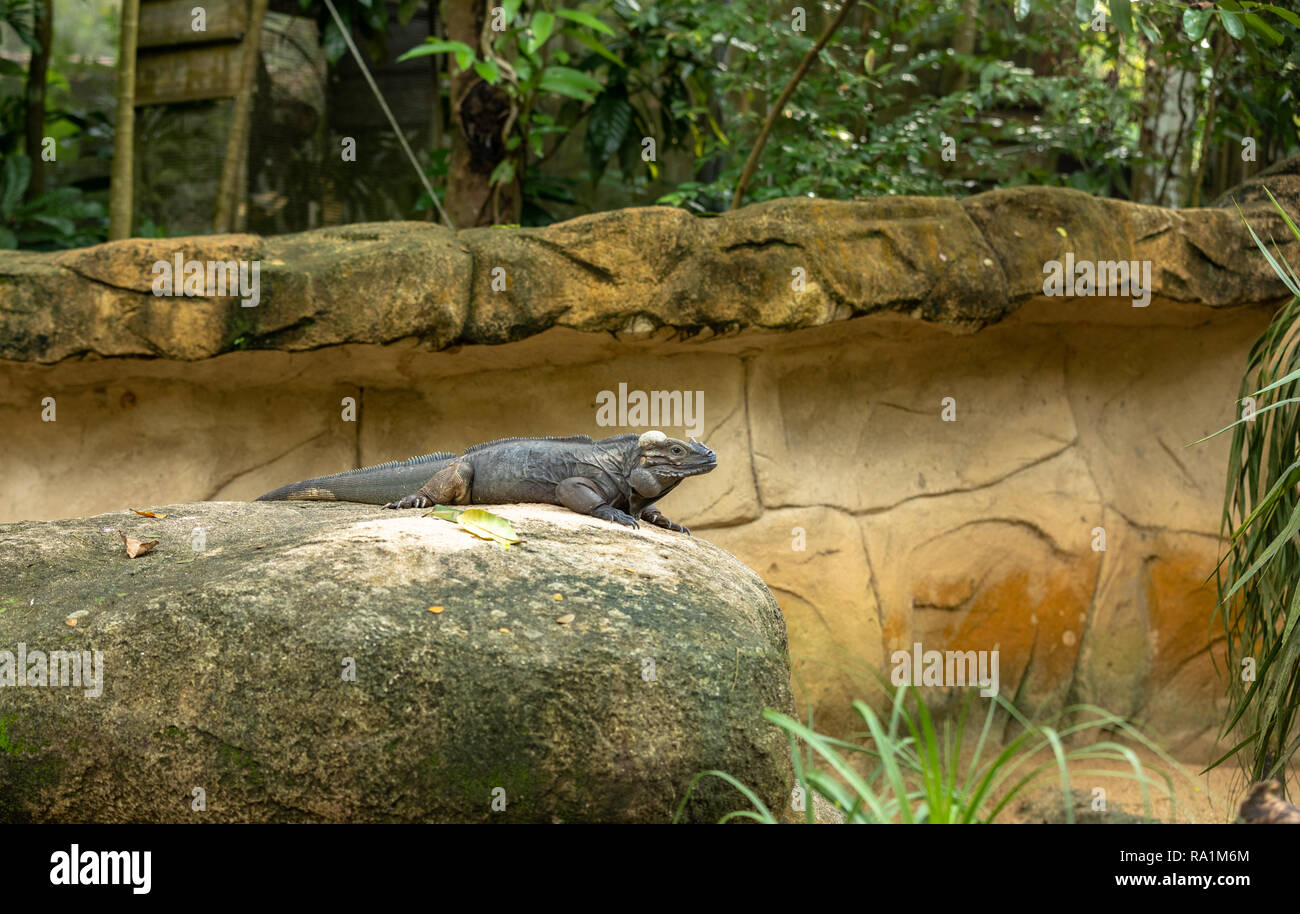 The Rhinoceros Iguana, Cyclura cornuta, resting on a rock Stock Photo ...