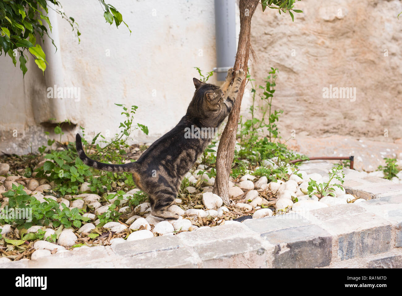 Pet and hygiene - striped cat staying at the tree sharpening claws ...