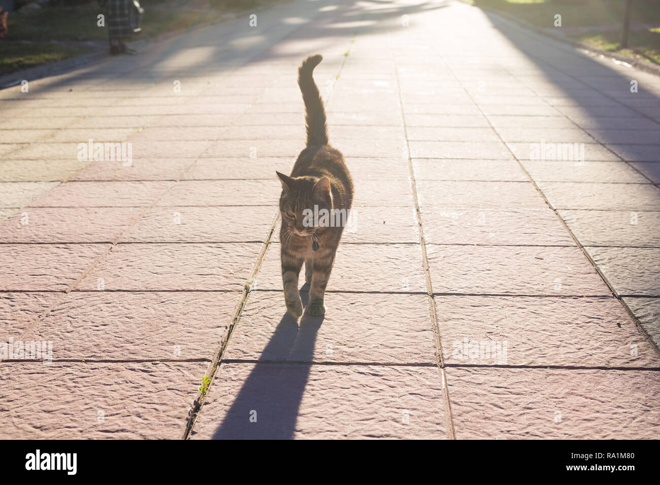 Pet, spring and animals concept - Cute cat walking along path in park ...