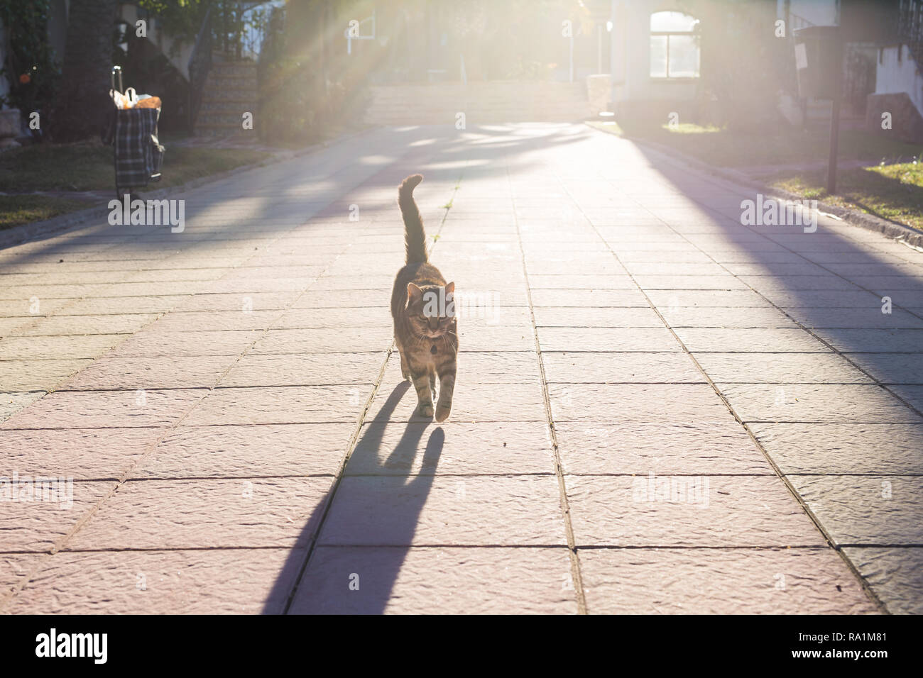 Pet, spring and animals concept - Cute cat walking along path in park ...