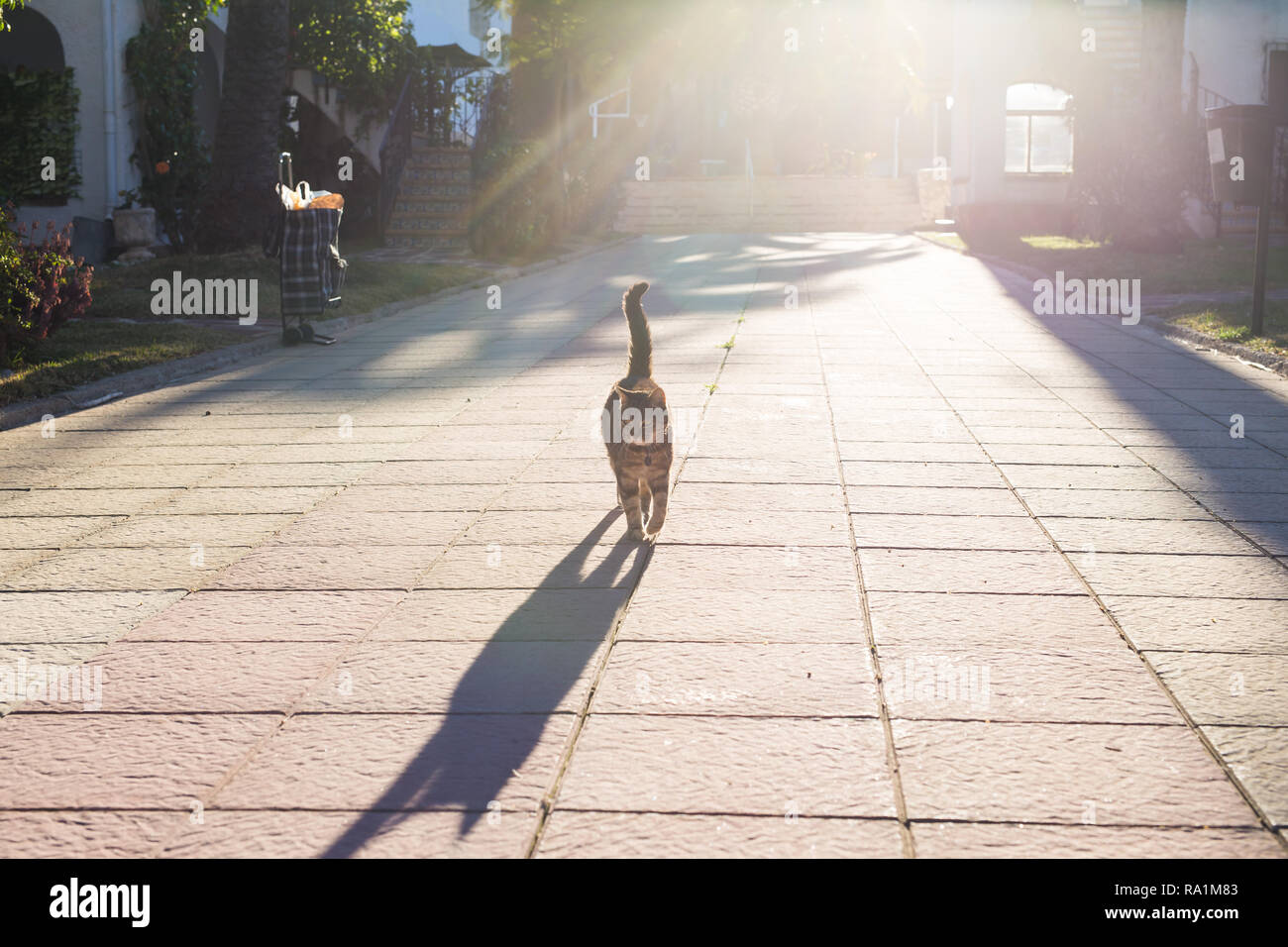 Pet, spring and animals concept - Cute cat walking along path in park ...