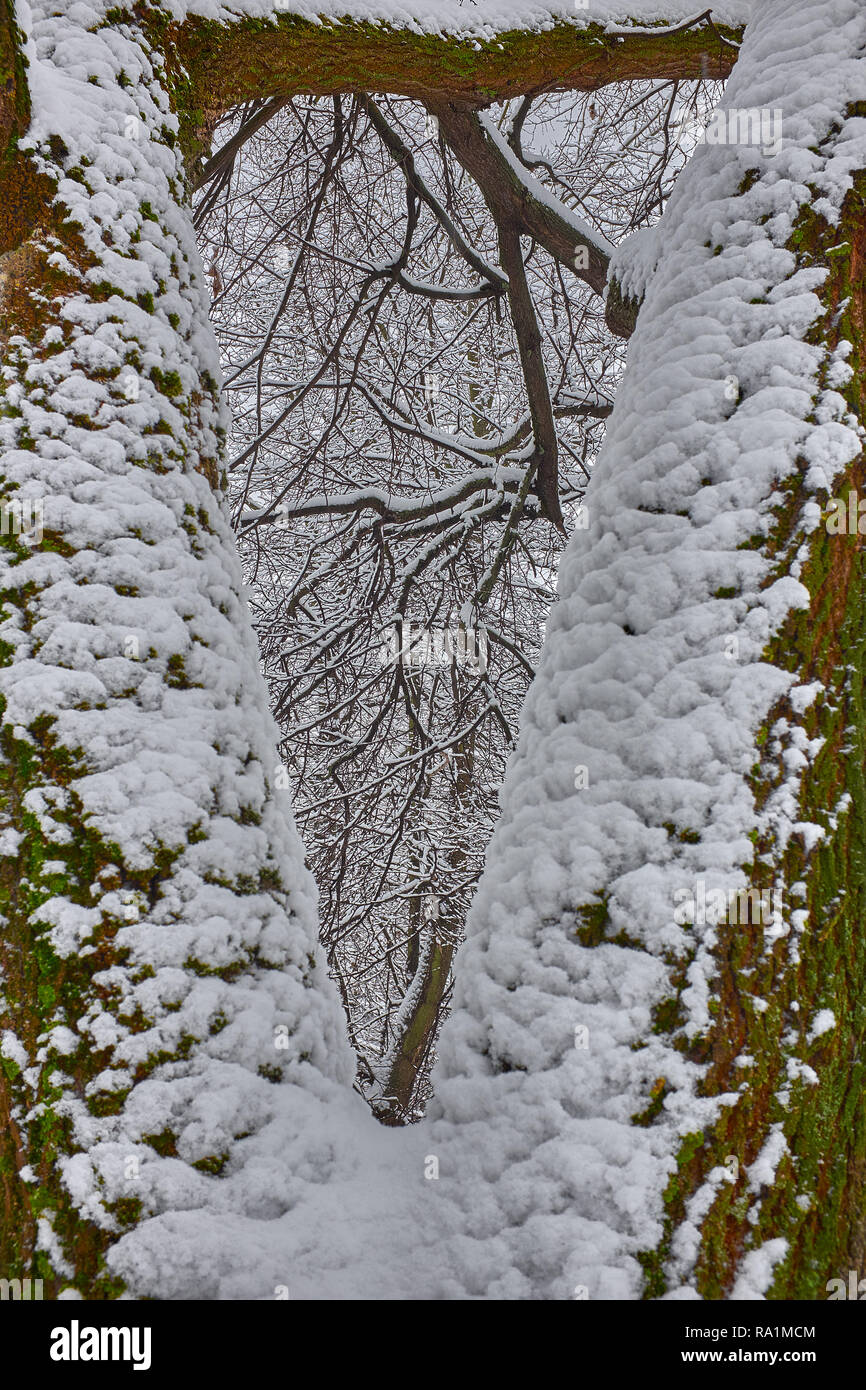 WInter tree scene. Frozen tree branch. Frosted branches. Tree triangle ...
