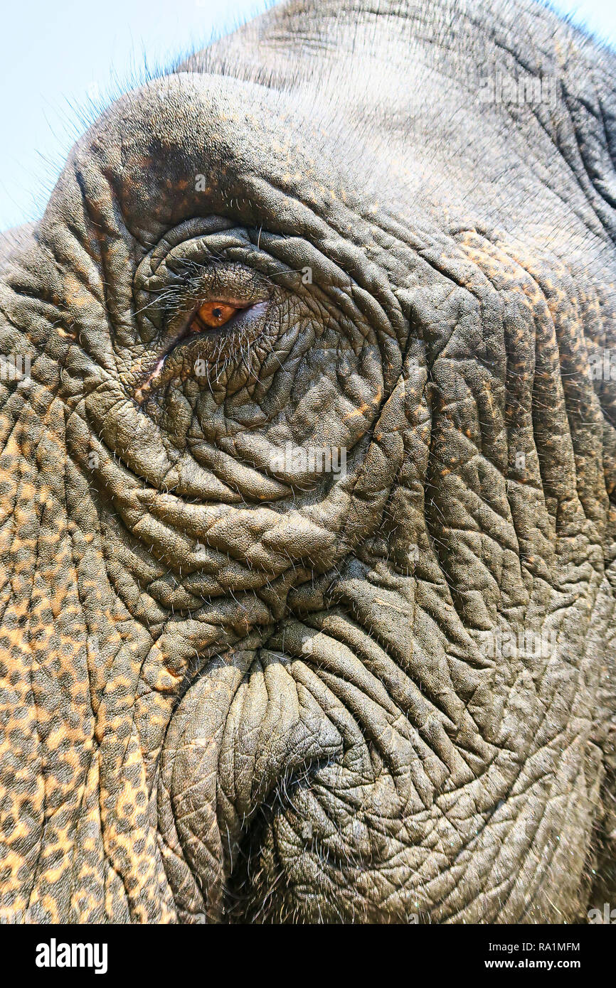 Detail of the head of an Asian Elephant Stock Photo - Alamy