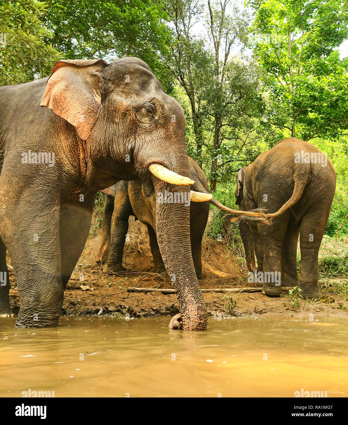 Elephant bath in river thailand hi-res stock photography and images - Alamy