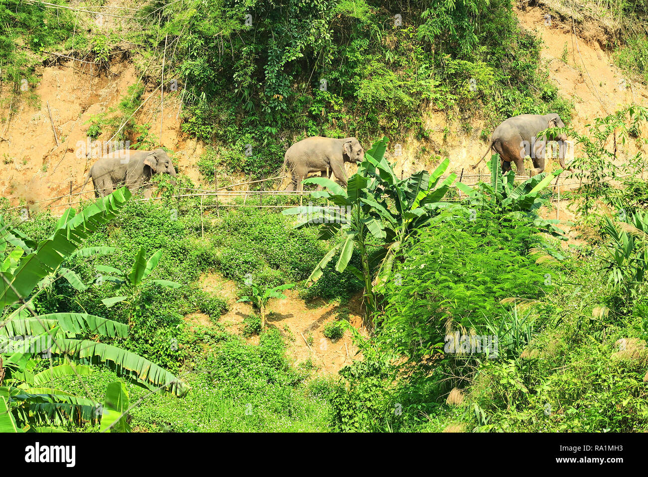 Elephant back jungle hi-res stock photography and images - Alamy