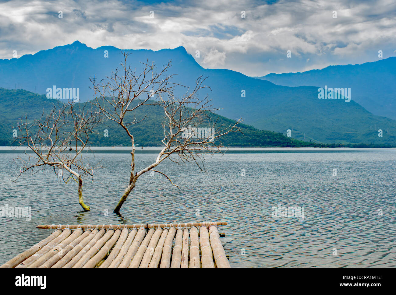 Dead bamboo hi-res stock photography and images - Alamy