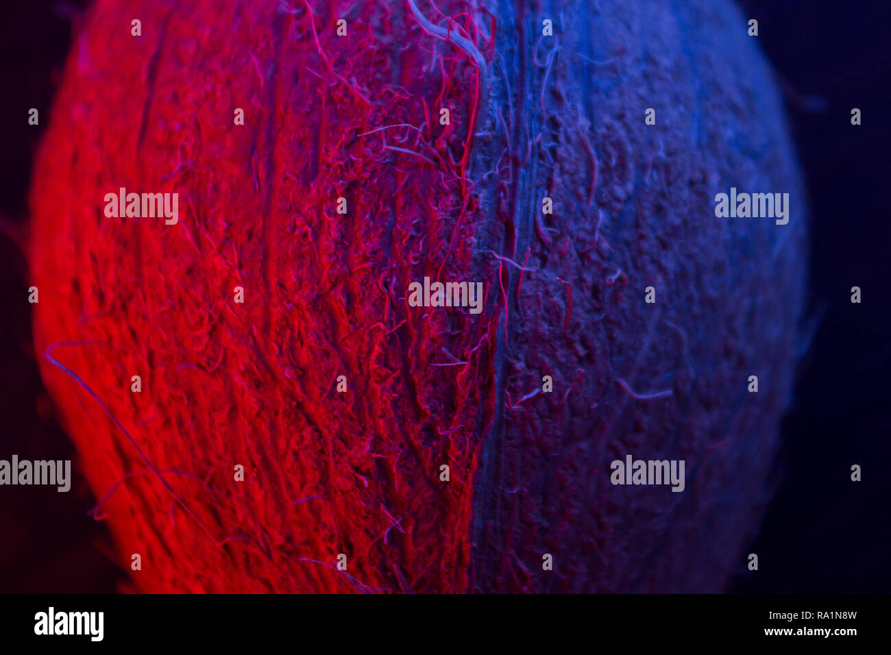 coconut on dark background in neon light Stock Photo - Alamy