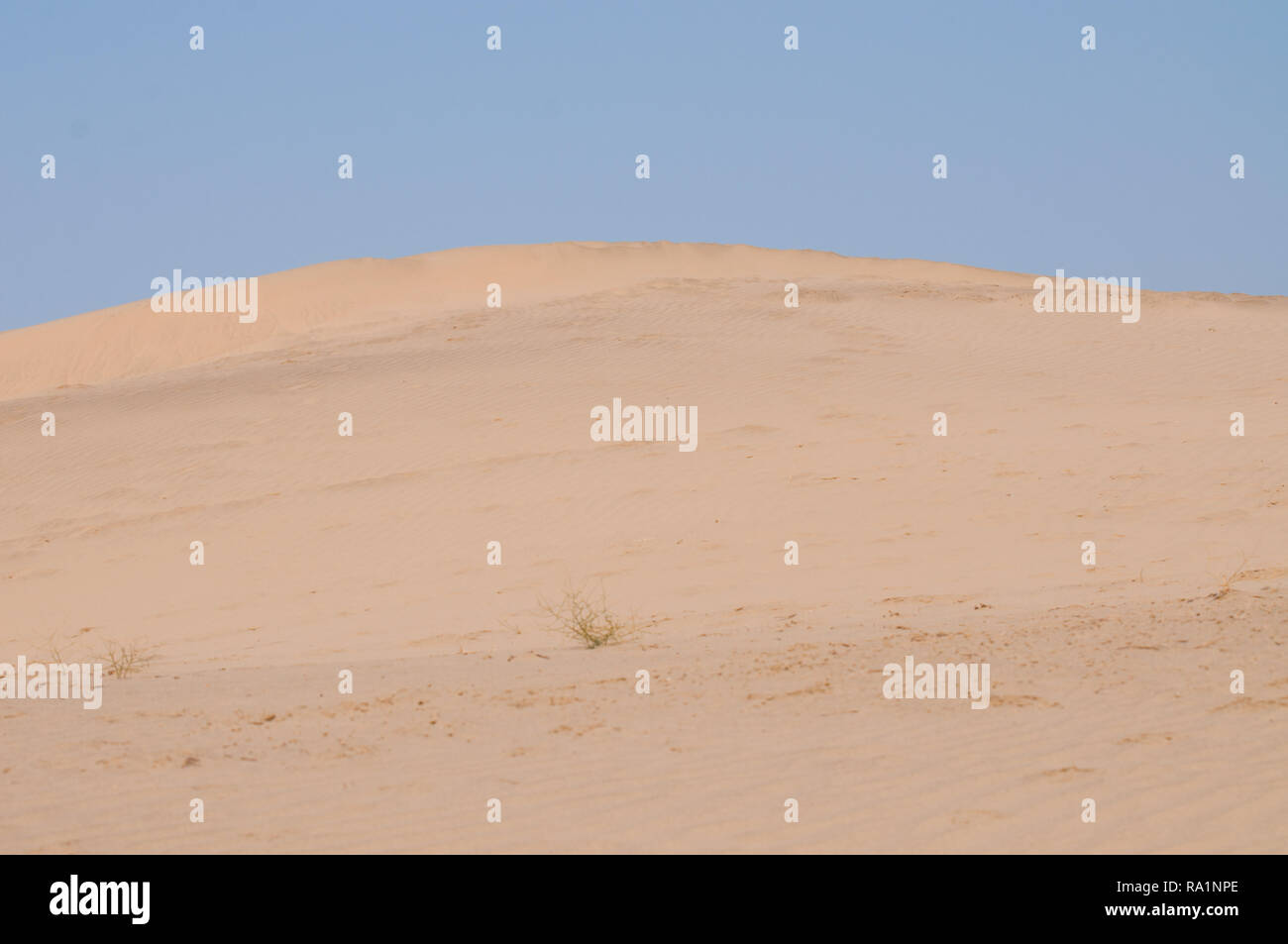 Punjab pakistan agriculture hi-res stock photography and images - Alamy