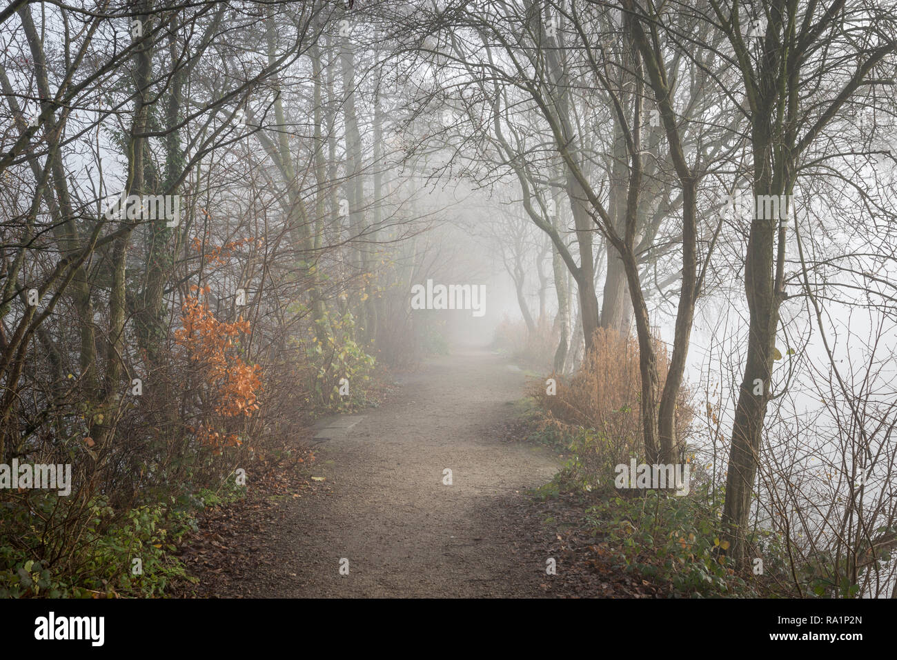 Foggy morning on footpath beside the lake at Etherow country park ...