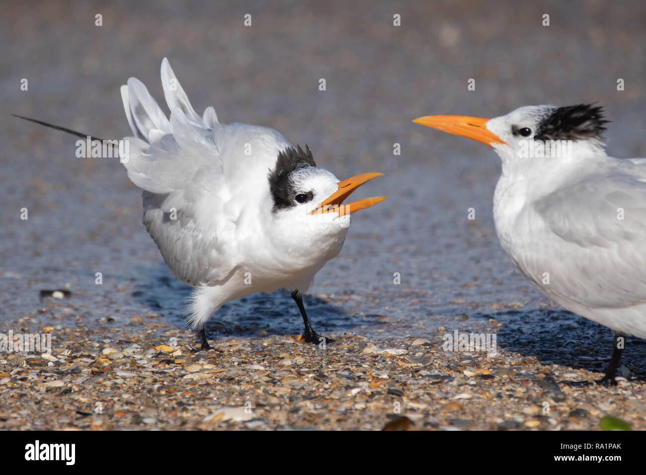 Royal tern feeding hi-res stock photography and images - Alamy