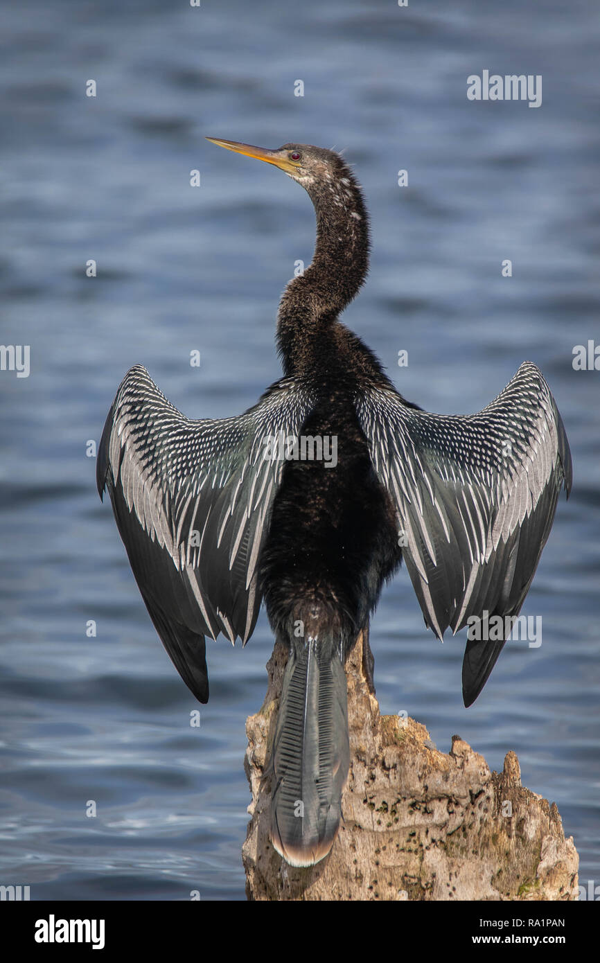Beautiful anhinga hi-res stock photography and images - Alamy