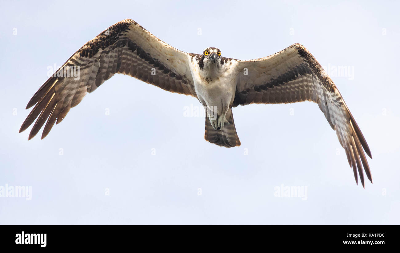 Ospreys hi-res stock photography and images - Alamy