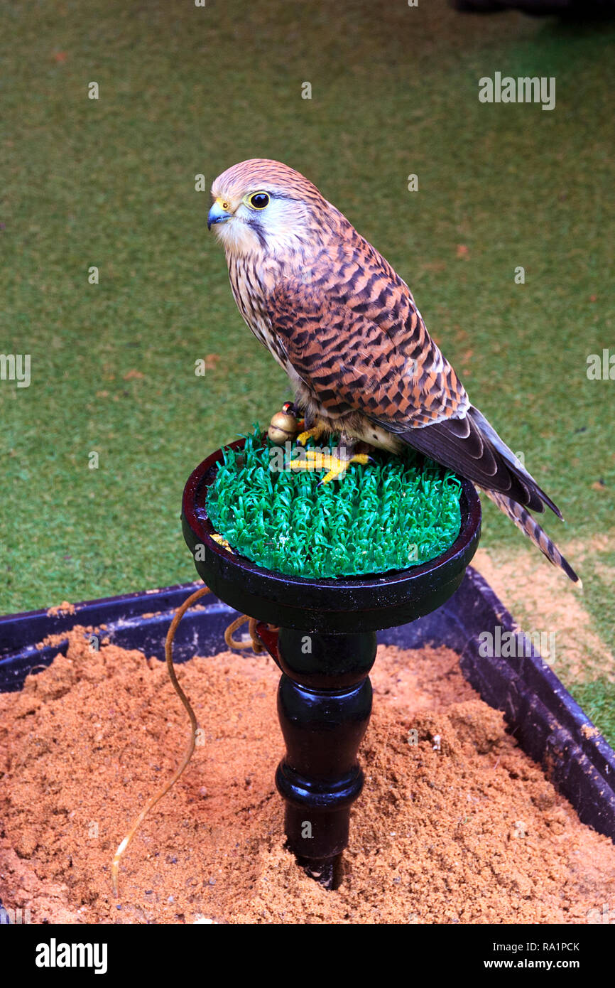 Small hawk on display at Lincoln Christmas Market Lincolshire UK Stock ...
