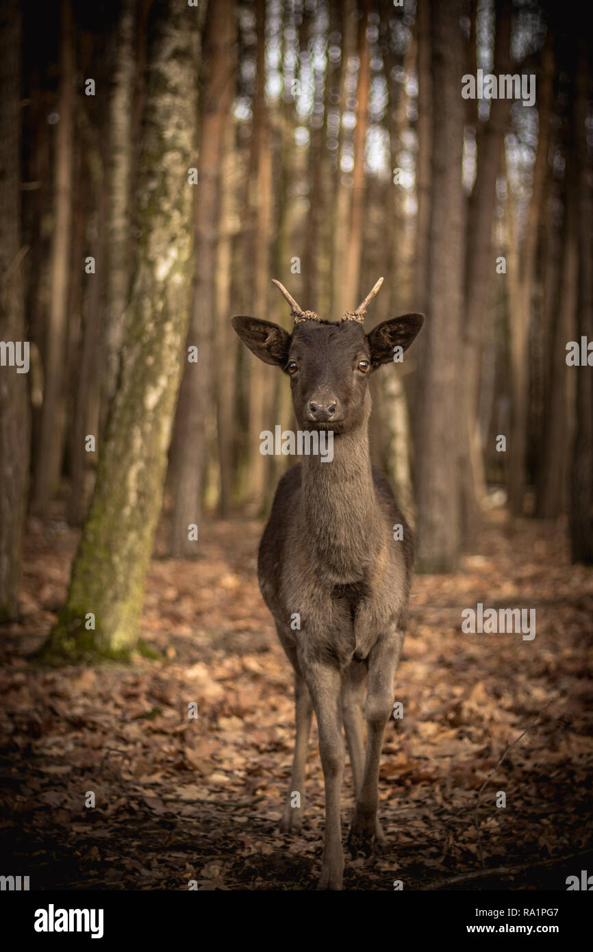 Curious little bambi deer in a forest with trees in the background in ...