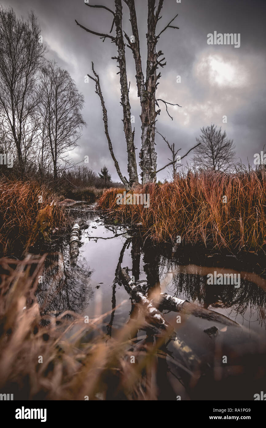 Swamp Area in Belgium at the German Border in the Area Hohes Venn ...