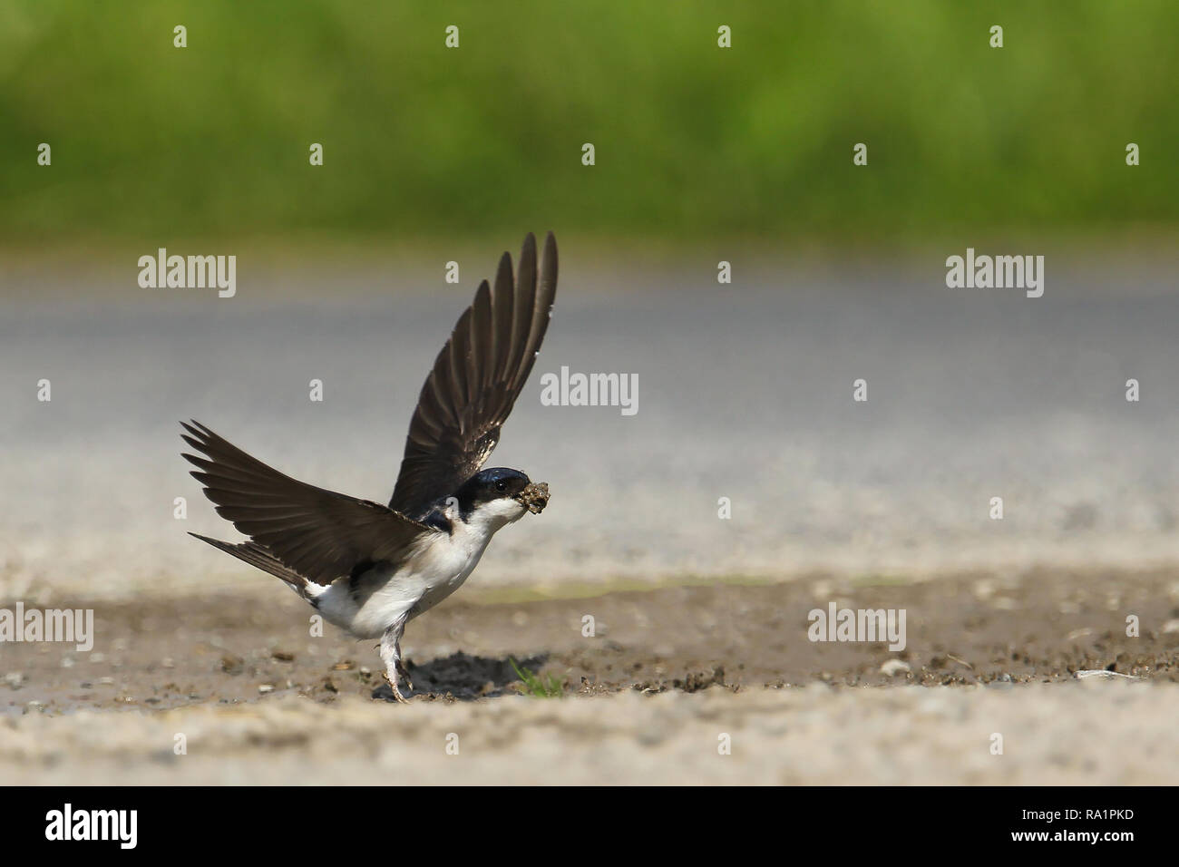 Common house martin hi-res stock photography and images - Alamy