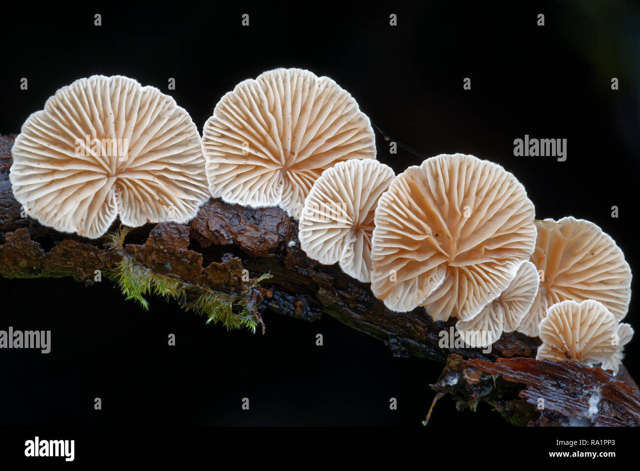 Small fungus hi-res stock photography and images - Alamy