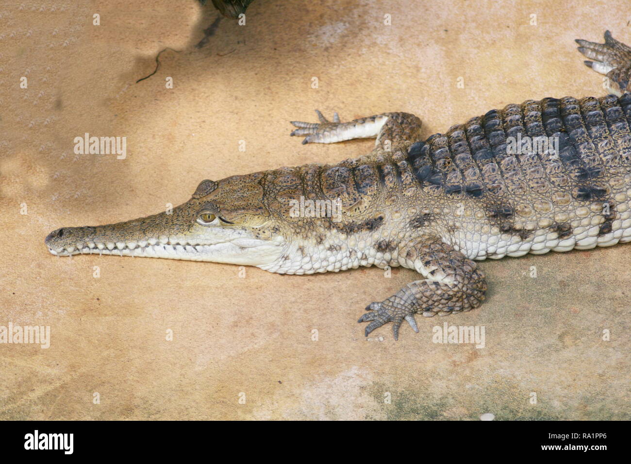 Krokodil kaiman hi-res stock photography and images - Alamy