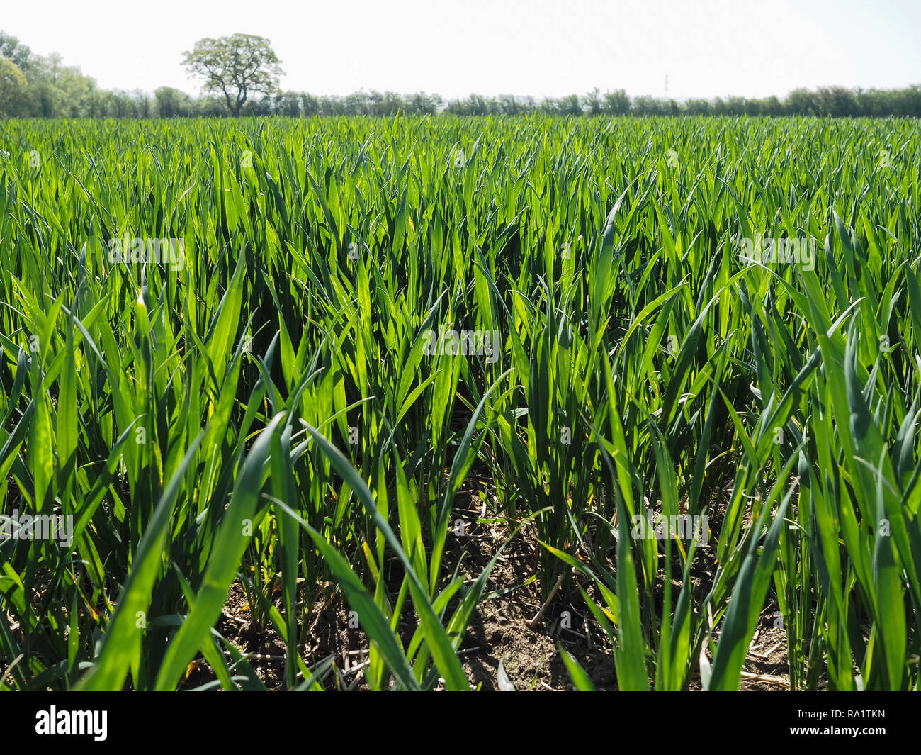 Field of crops growing in farmland Stock Photo - Alamy