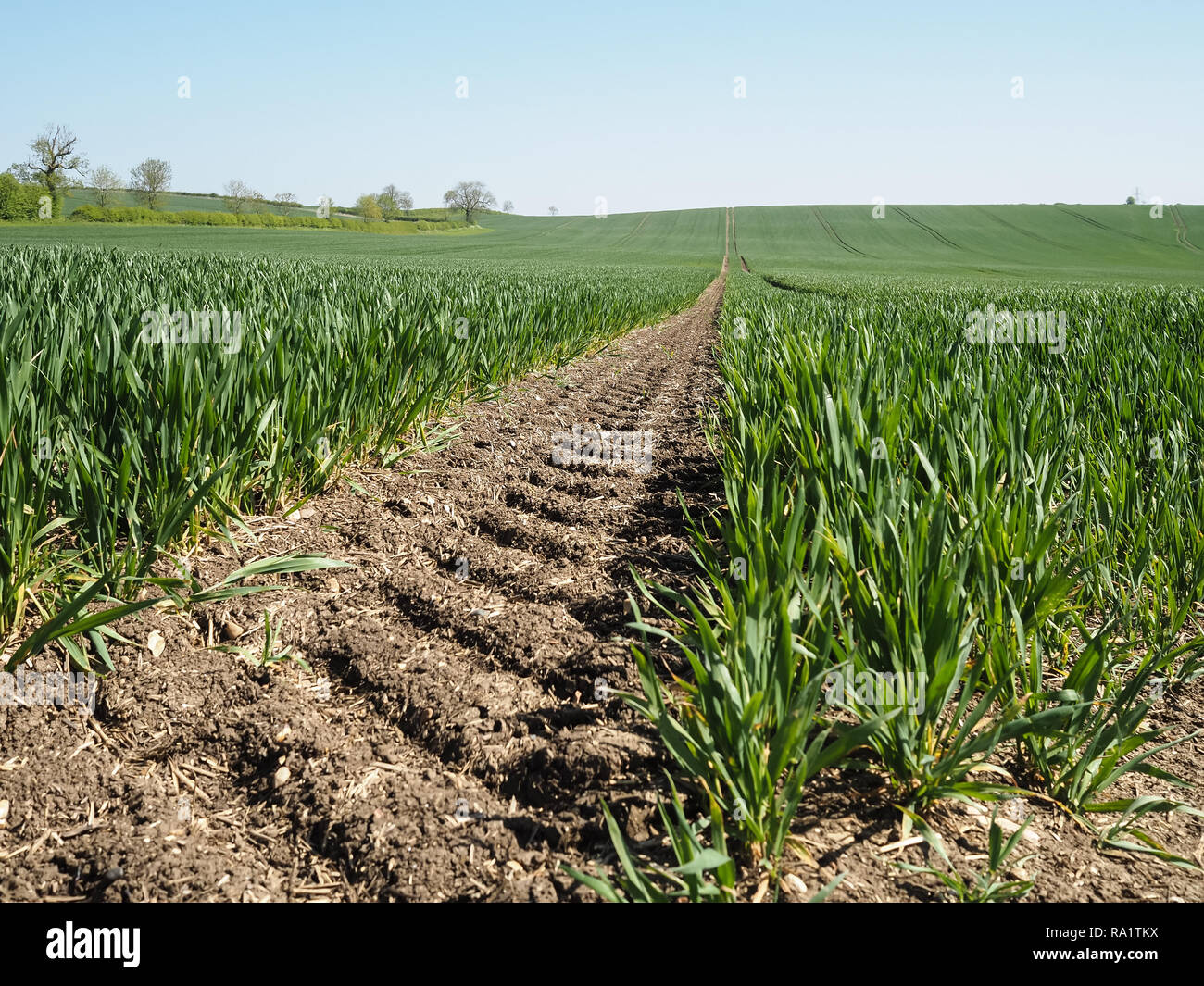 Field of crops growing in farmland Stock Photo - Alamy