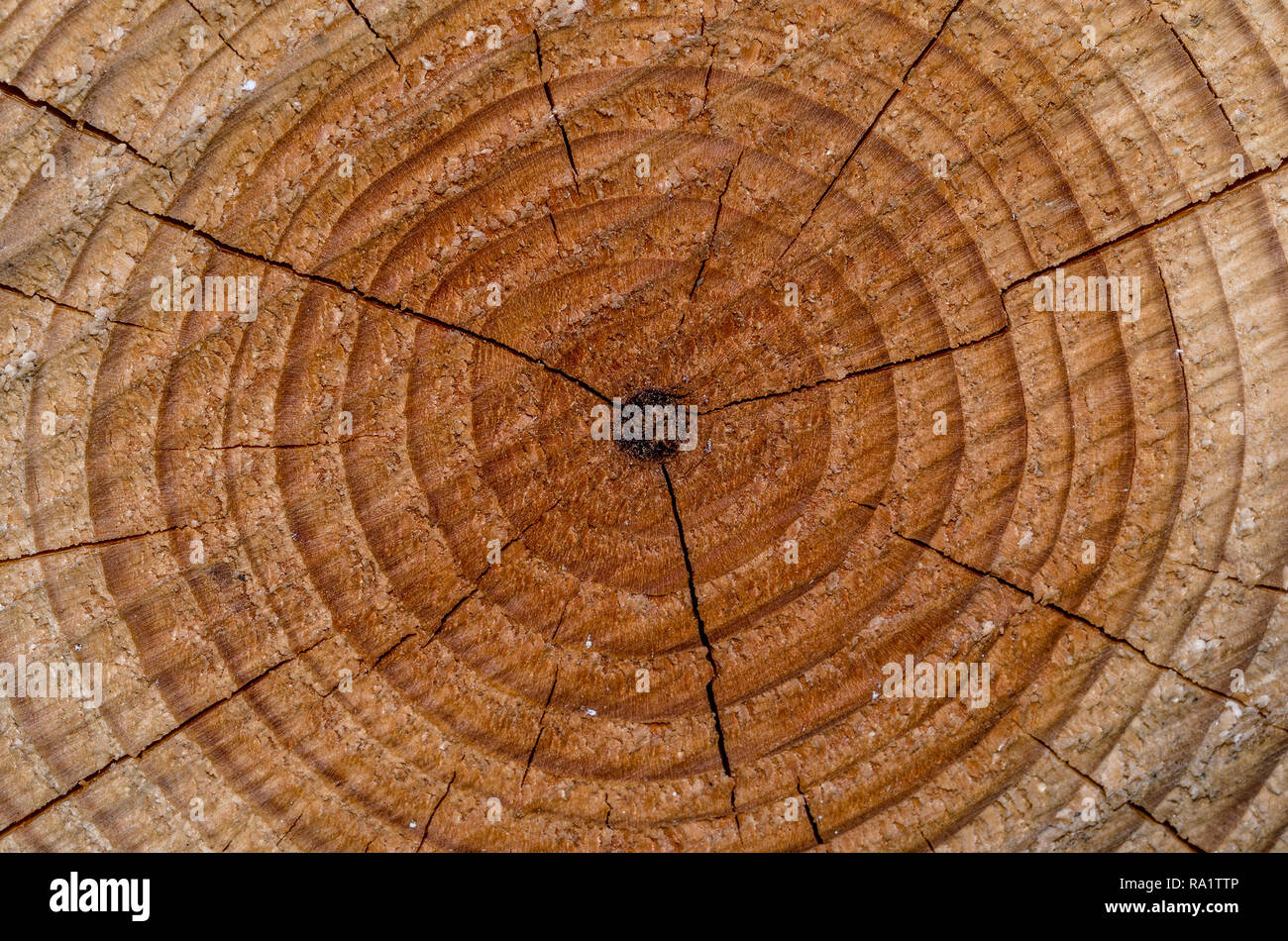 Large trunk hi-res stock photography and images - Alamy