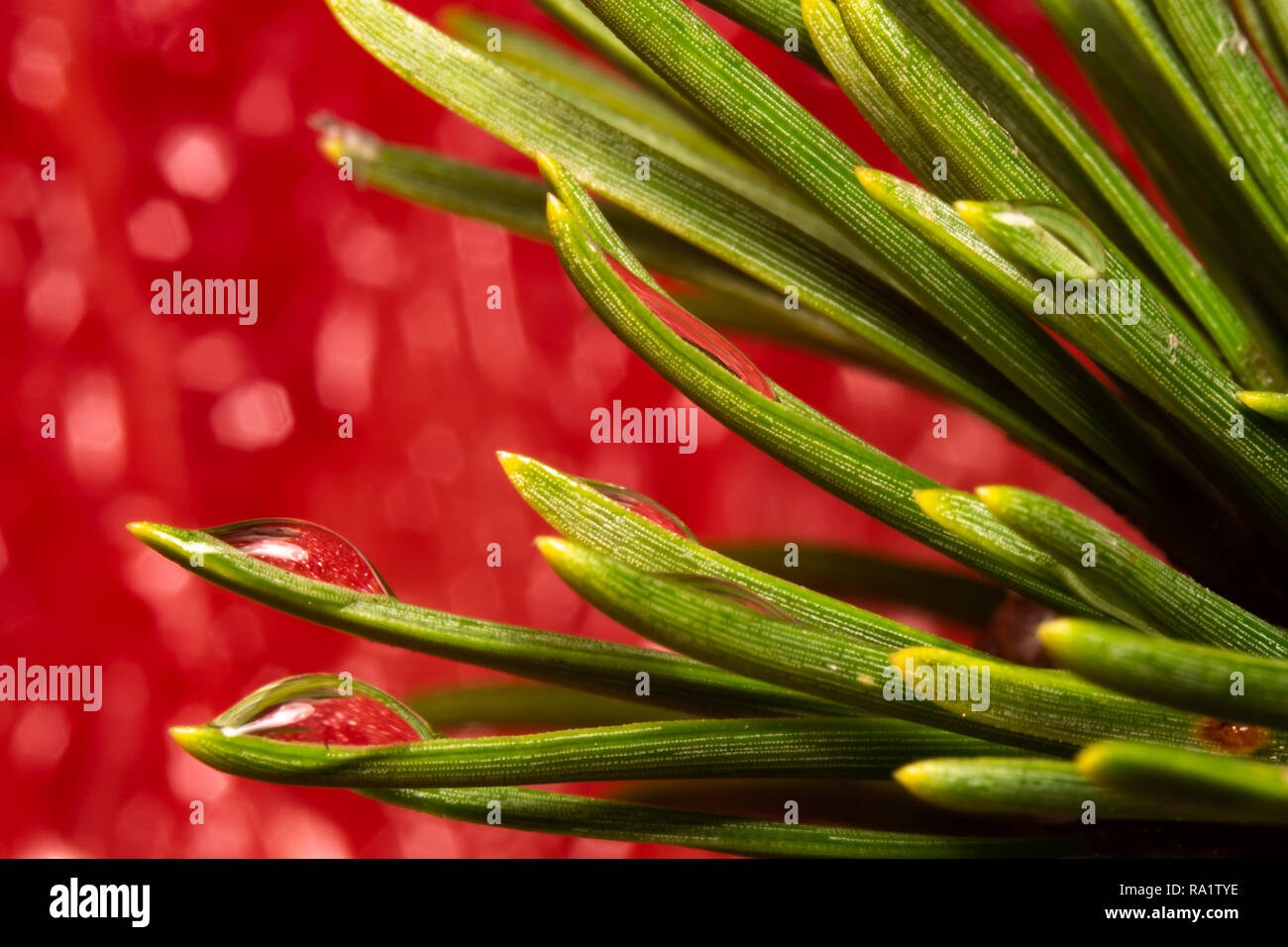 Nature in the lens - macrophotography Stock Photo - Alamy