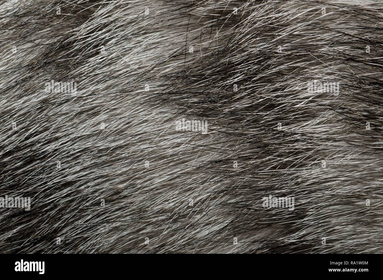 Soft cat fur texture hi-res stock photography and images - Alamy