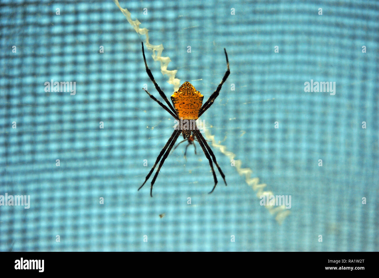 Spider, Siquijor, Philippines Stock Photo - Alamy
