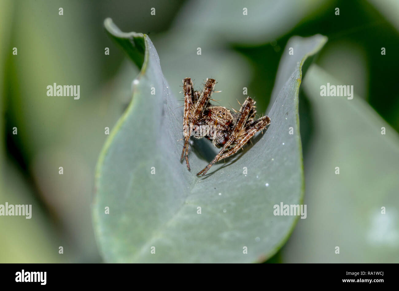 Jumping spider lurking over a leaf Stock Photo - Alamy