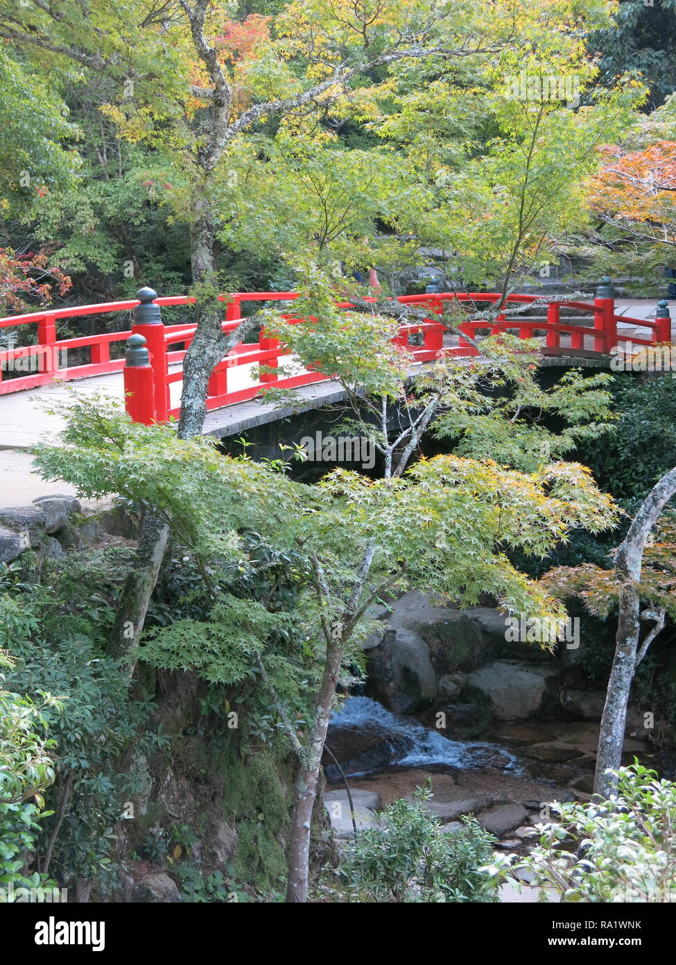 An iconic Japanese view of a red bridge, acers and rocks in a stream ...