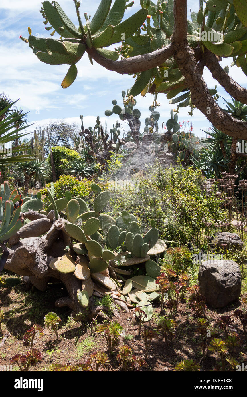 Spider web in a giant aloe plant Stock Photo - Alamy