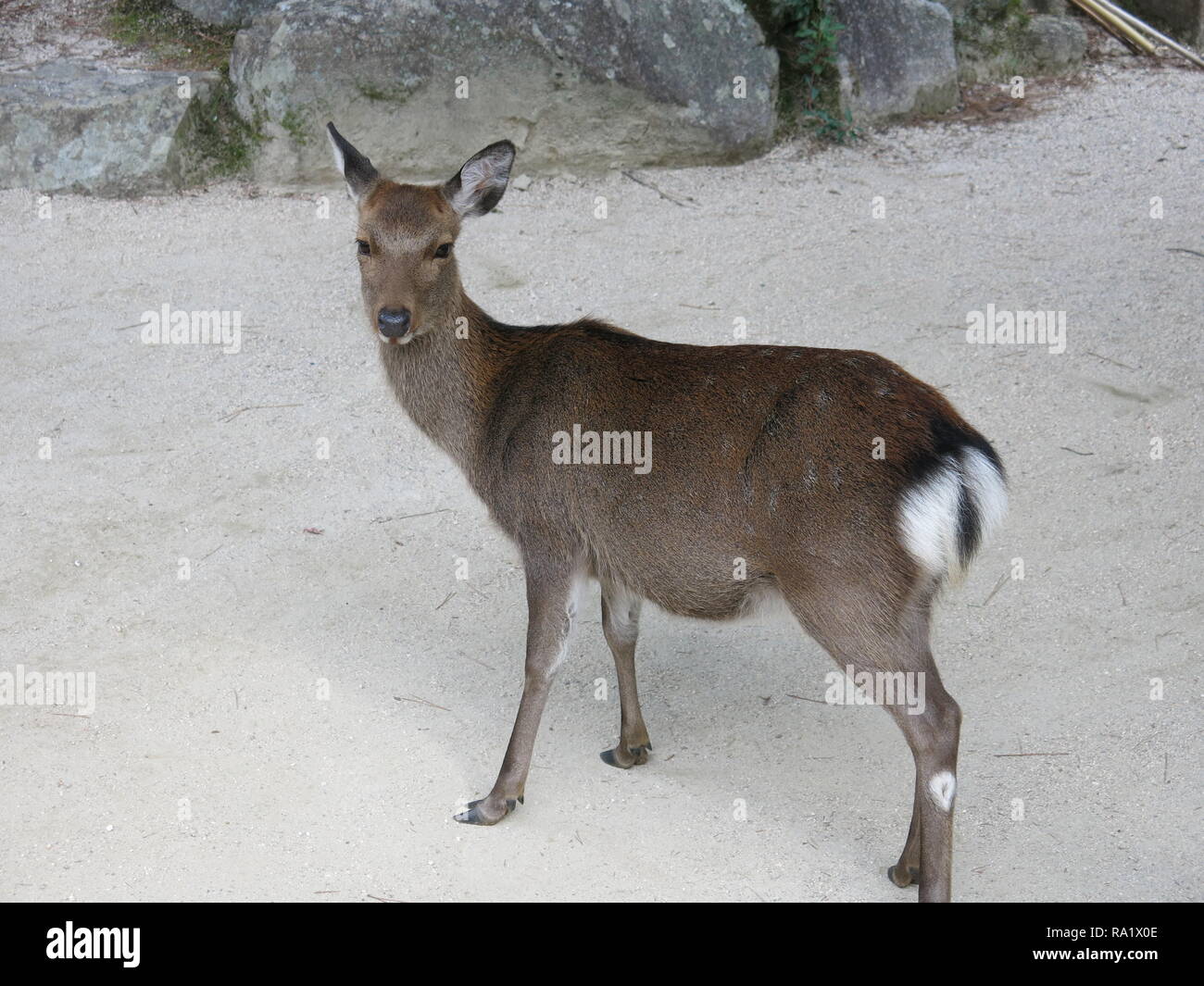 The deer on Miyajima Island are a protected species and roam freely ...