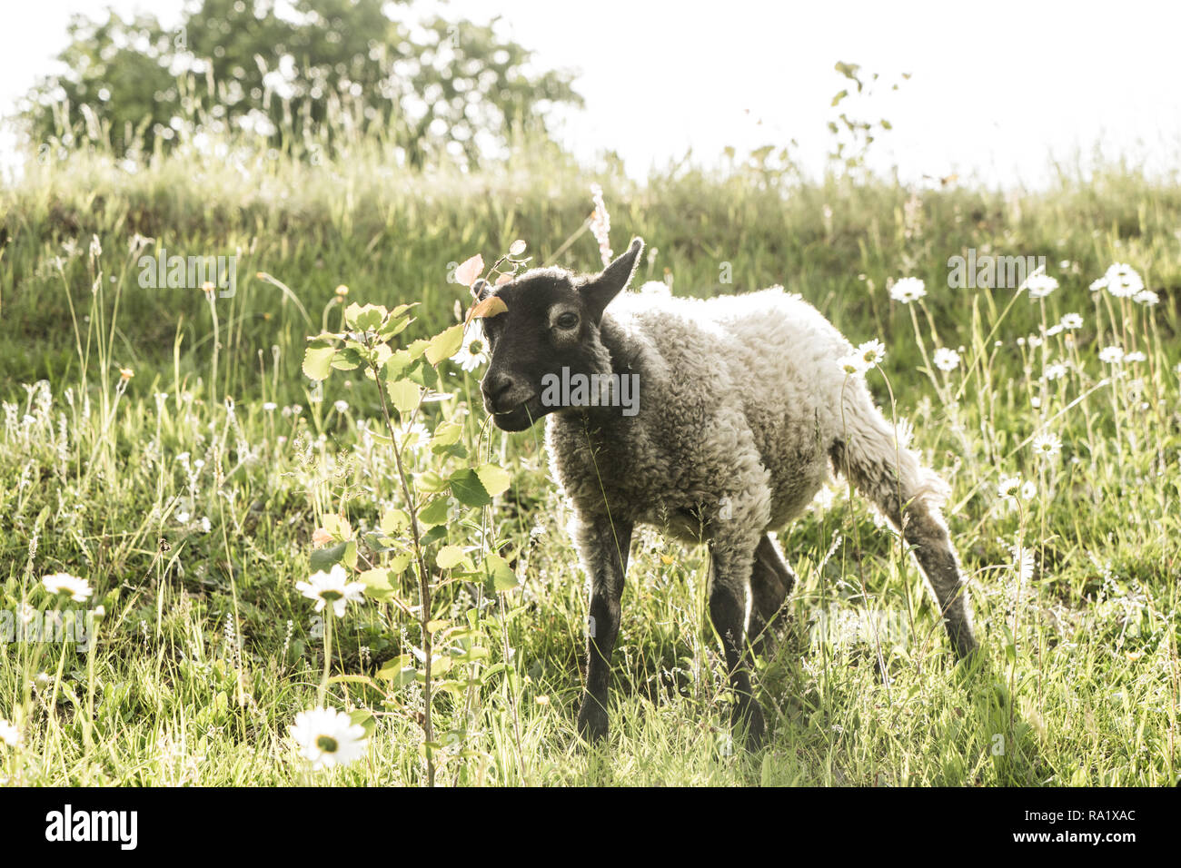 Sheep tail hi-res stock photography and images - Alamy