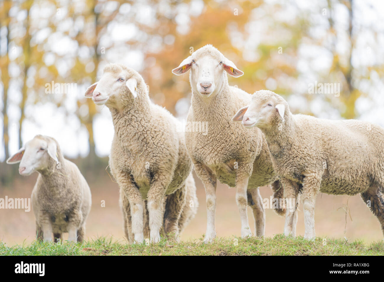sheep on field Stock Photo - Alamy