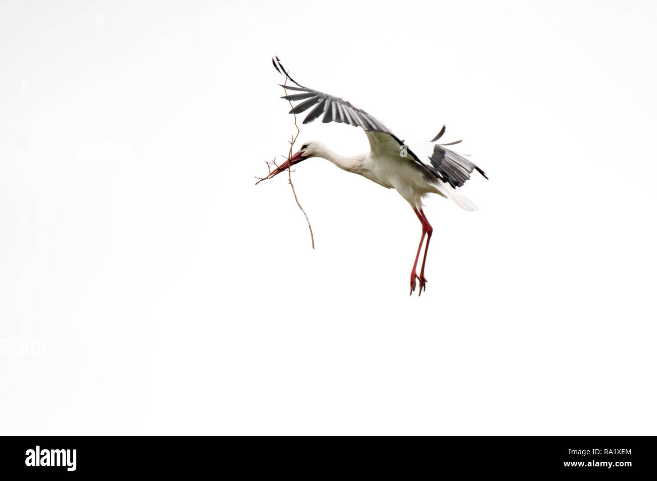 Wings of stork hi-res stock photography and images - Alamy