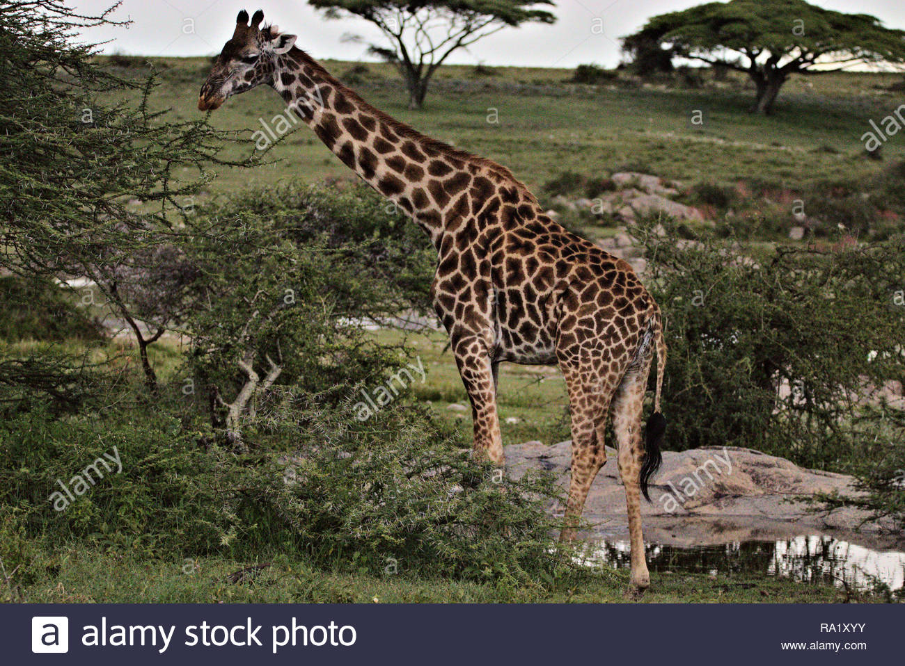 Giraffe Tail Stock Photos & Giraffe Tail Stock Images - Alamy