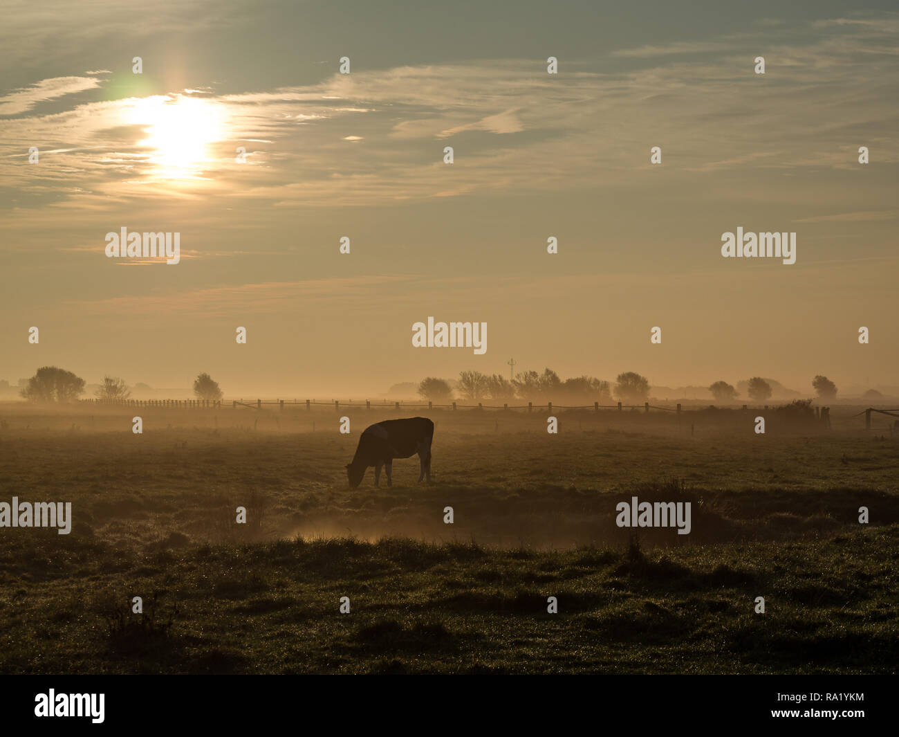 Cow in the early mist Stock Photo - Alamy