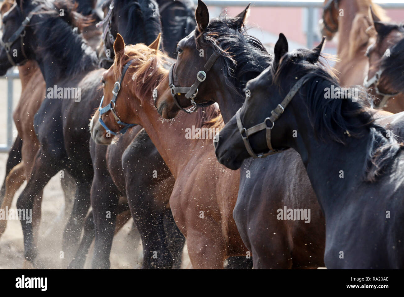 Pferde galoppieren hi-res stock photography and images - Alamy