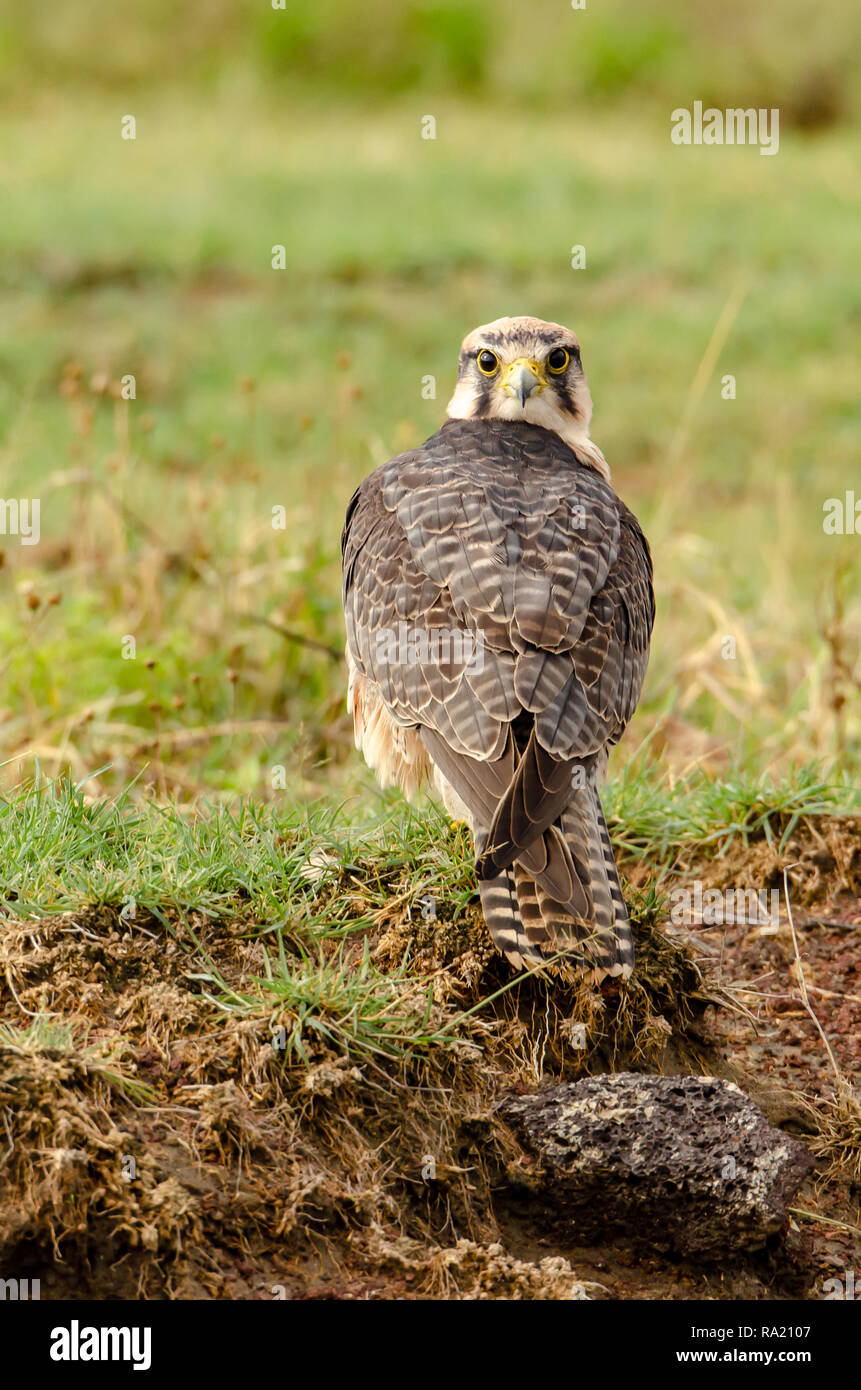 Savanna falcon hi-res stock photography and images - Alamy